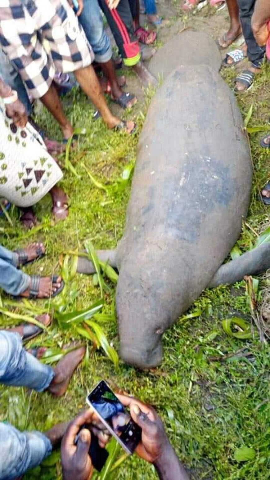 Hunting of Manatee in Omoku Creek, a Tributary on the Orashi River ...